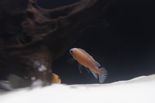 Labeotropheus Trewavasae (Scappermouth Mbuna) - Chilumba Red – Scapefin